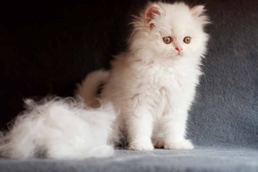 4 Tipps: Wie haaren Katzen weniger? • Aus Liebe zum Haustier