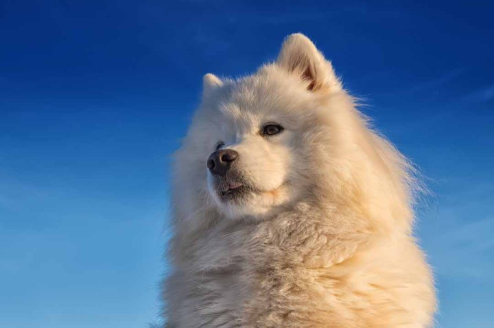Samojede: Charakter, Pflege und Haltung • Aus Liebe zum Haustier