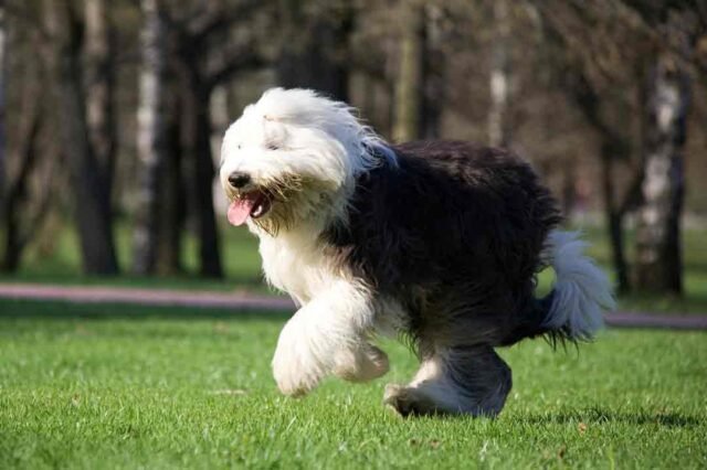 Bobtail: Charakter, Pflege und Haltung • Aus Liebe zum Haustier