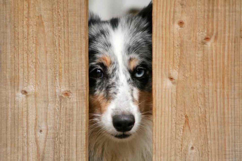 Merle-Hund: So gefährlich ist der Gendefekt • Aus Liebe zum Haustier