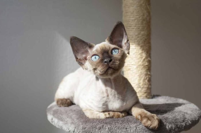 Kleine Katzen: Die kleinsten Katzenrassen der Welt • Aus Liebe zum Haustier