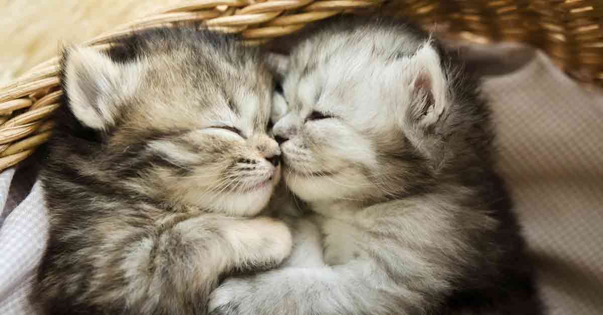 Darum sind Katzen zu zweit glücklicher • Aus Liebe zum Haustier