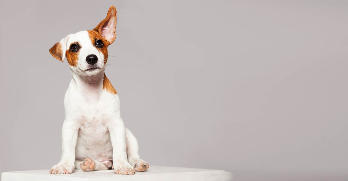 So solltest Du mit Deinem Hund sprechen • Aus Liebe zum Haustier