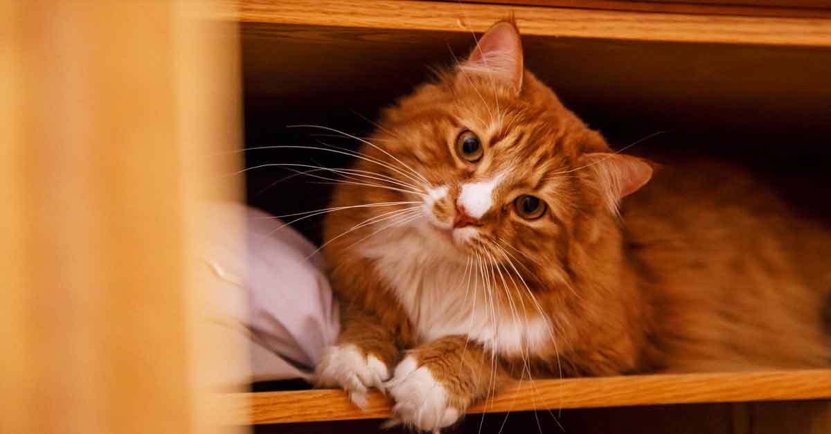 Top 7: Die Lieblingsorte jeder Katze • Aus Liebe zum Haustier