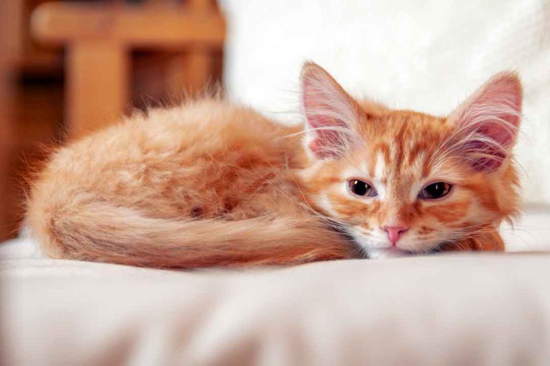 Rote Katzen: Was macht sie so besonders? • Aus Liebe zum Haustier