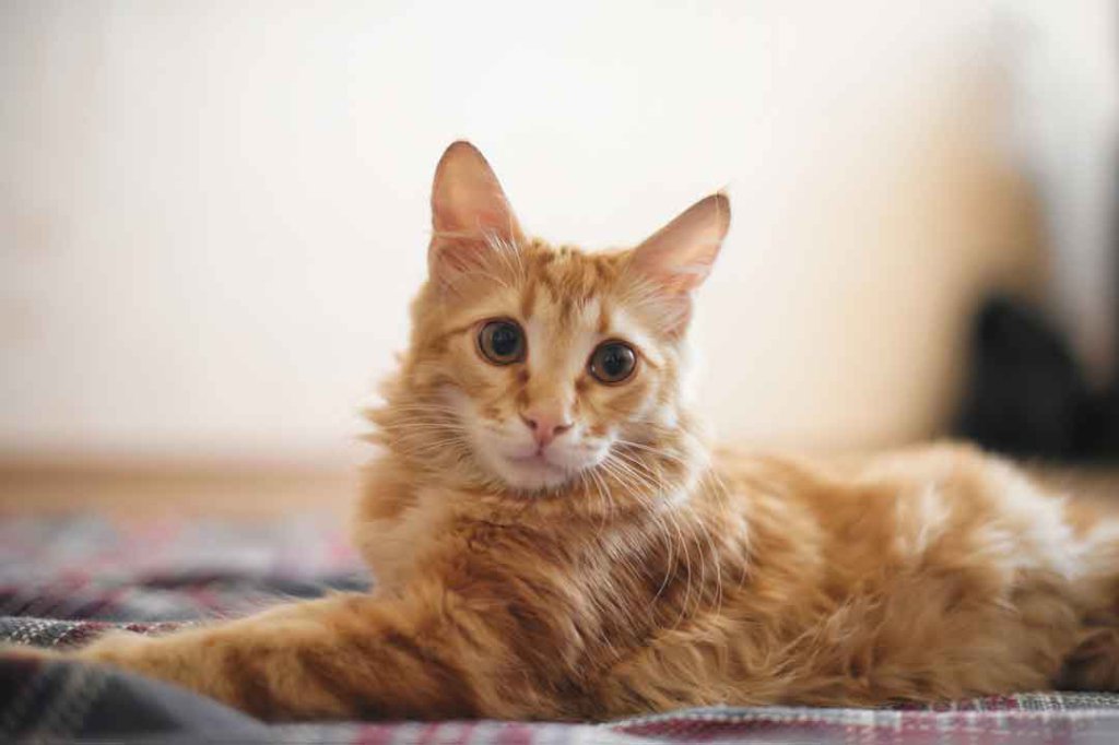 Rote Katzen: Was macht sie so besonders? • Aus Liebe zum Haustier