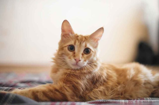 Rote Katzen: Was macht sie so besonders? • Aus Liebe zum Haustier