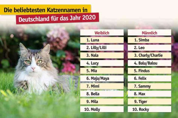 Die beliebtesten Katzennamen 2020 • Aus Liebe zum Haustier