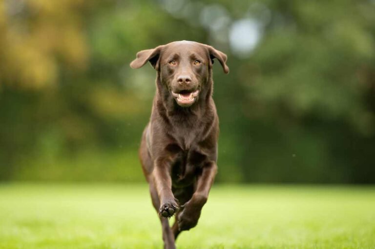 Labrador Retriever: Charakter, Haltung und Pflege
