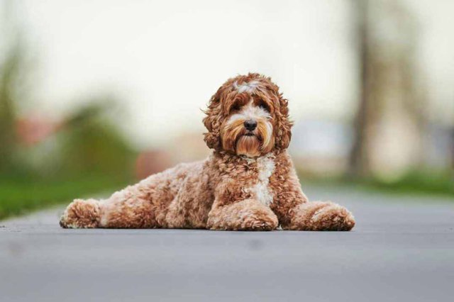Labradoodle: Charakter, Pflege und Haltung • Aus Liebe zum Haustier