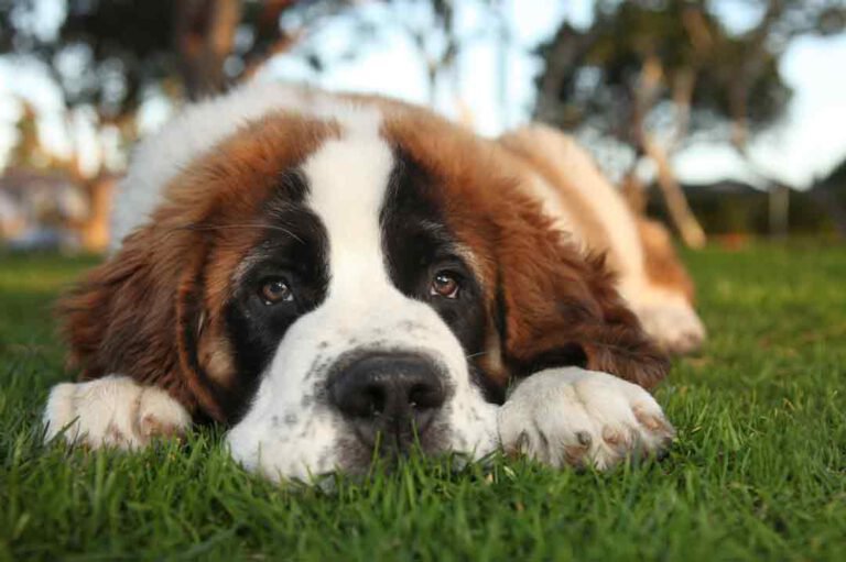 Bernhardiner: Charakter, Pflege und Haltung • Aus Liebe zum Haustier