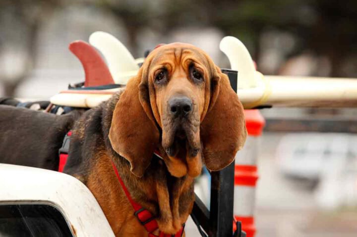 Die 10 "dümmsten" Hunderassen der Welt • Aus Liebe zum Haustier