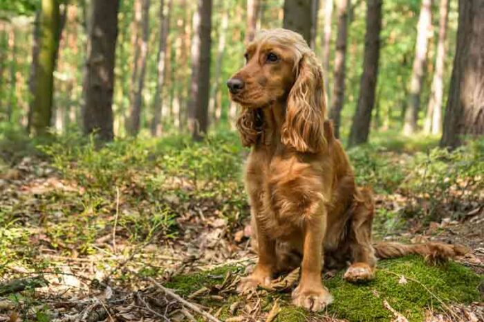 Cocker Spaniel im Rasseporträt: kleiner Jäger mit Herz • Aus Liebe zum ...