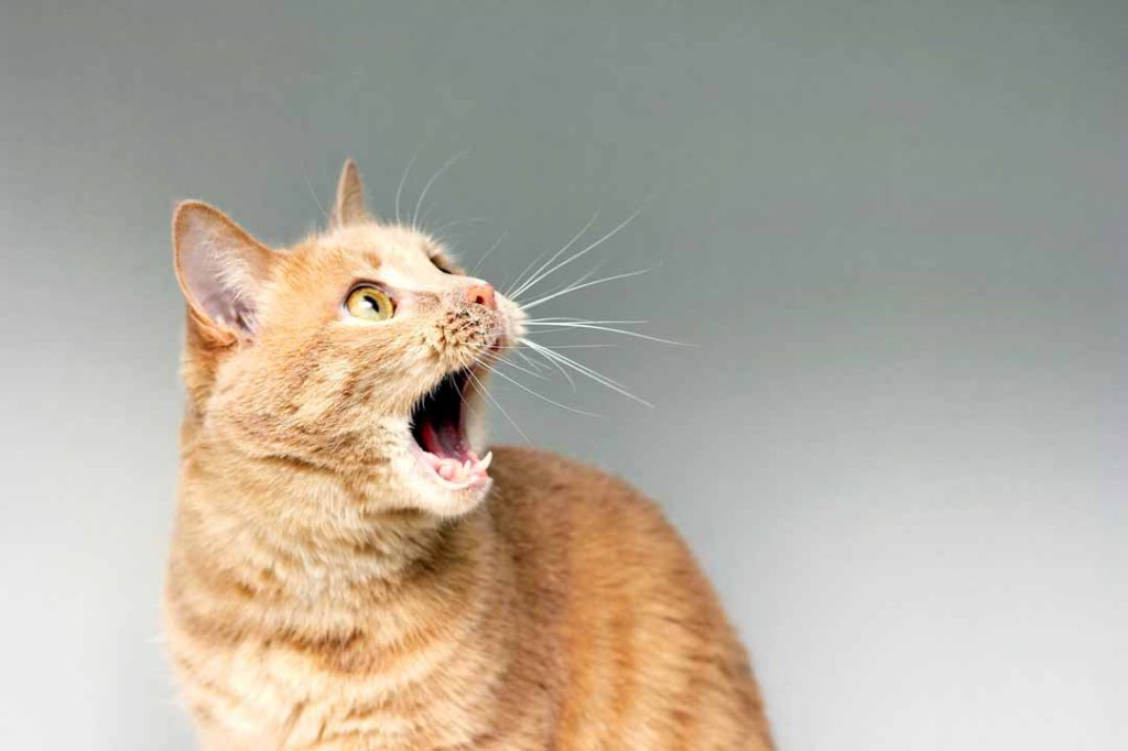 Lustige Katzenbilder: So drollig können nur Katzen sein • Aus Liebe zum ...