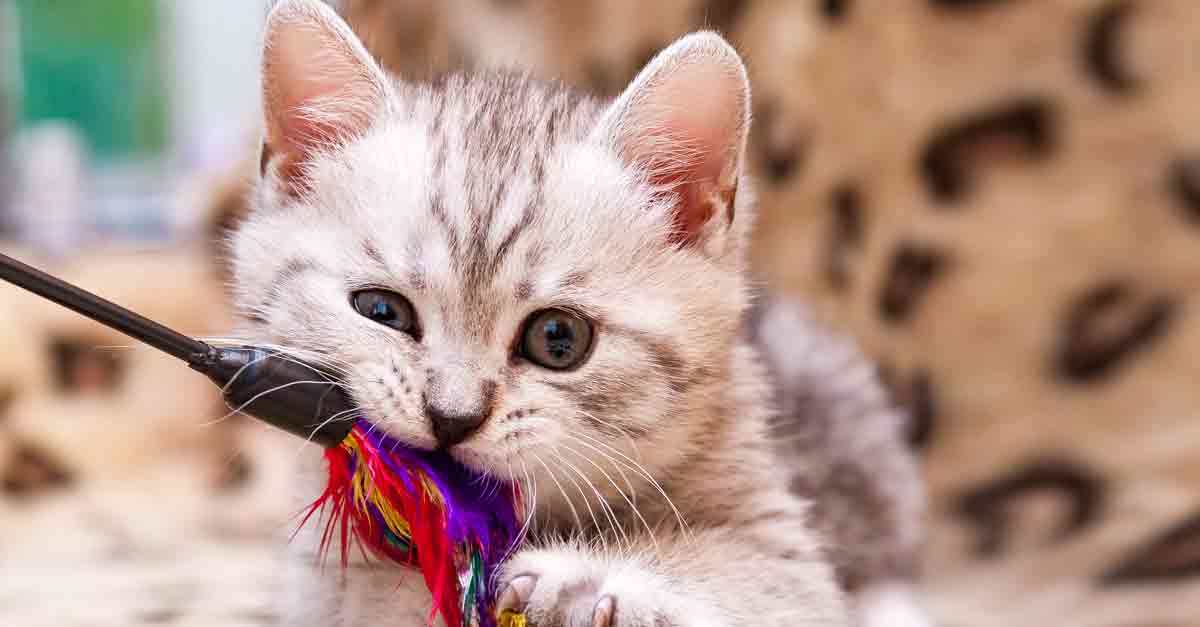 Pica-Syndrom bei Katzen: Wie gefährlich ist es? • Aus Liebe zum Haustier