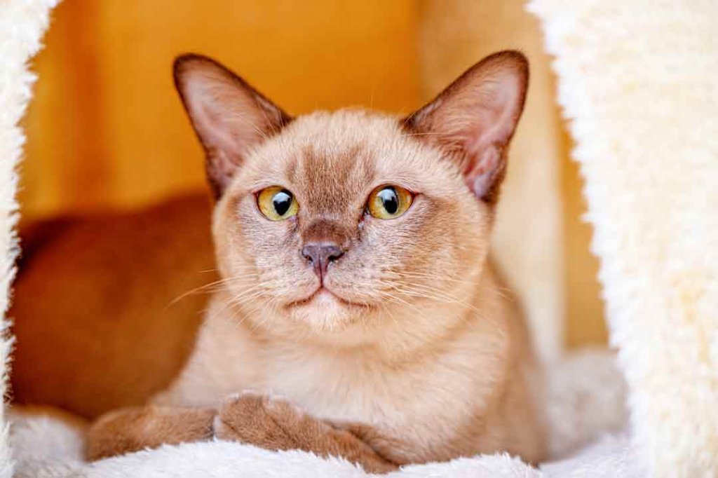 Burma-Katze: Alles rund um Charakter, Haltung, Pflege • Aus Liebe zum ...