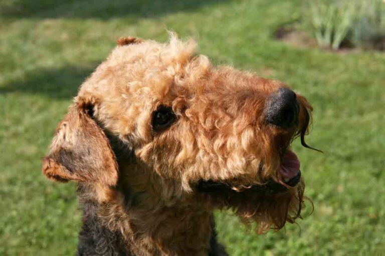 Hunde mit Locken: Die 24 drolligsten Rassen (mit Bildern!) •