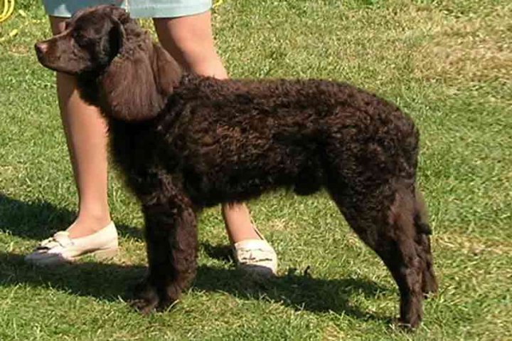 Hunde mit Locken: Die 24 drolligsten Rassen (mit Bildern!) •