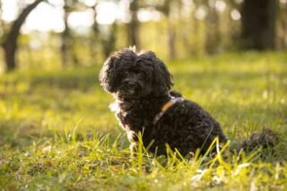 Hunde mit Locken: Die 24 drolligsten Rassen (mit Bildern!) •