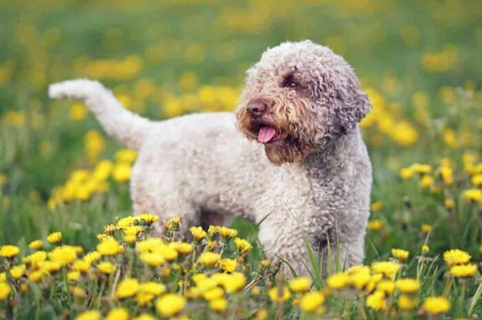 Hunde mit Locken: Die 24 drolligsten Rassen (mit Bildern!) •