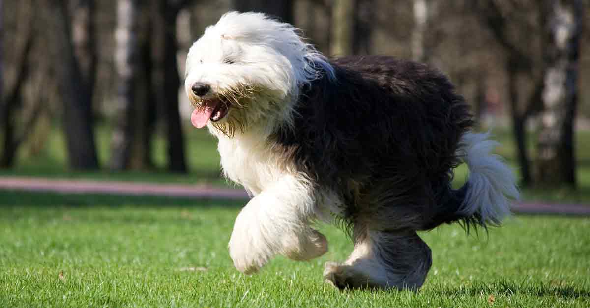 Bobtail: Charakter, Pflege und Haltung • Aus Liebe zum Haustier Bobtail: Charakter, Pflege und Haltung • Aus Liebe zum Haustier