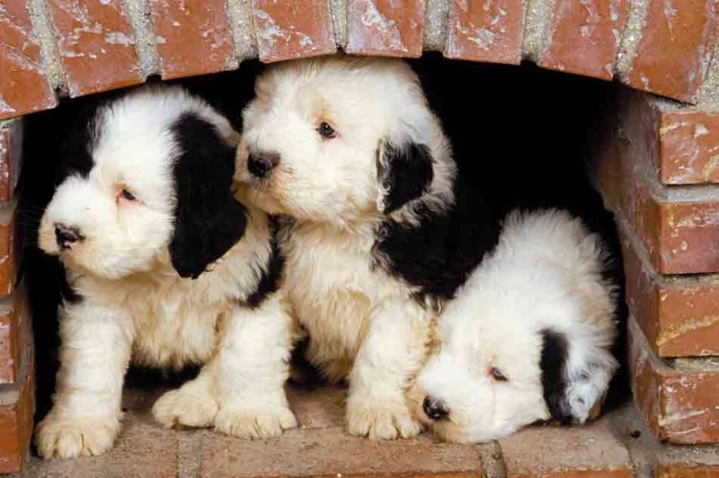 Bobtail: Charakter, Pflege und Haltung • Aus Liebe zum Haustier