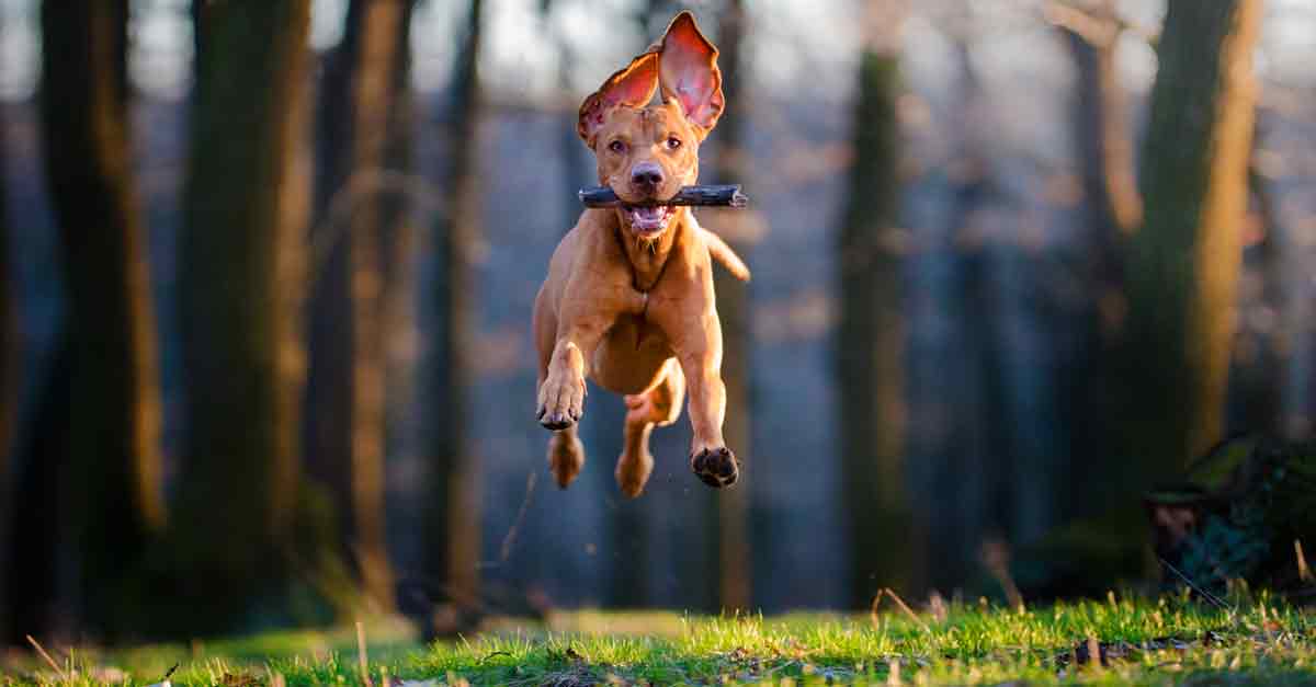 Magyar Vizsla: Charakter, Pflege und Haltung • Aus Liebe zum Haustier