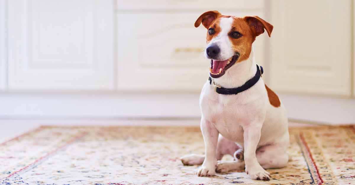 Die beliebtesten Hunderassen 2022 • Aus Liebe zum Haustier