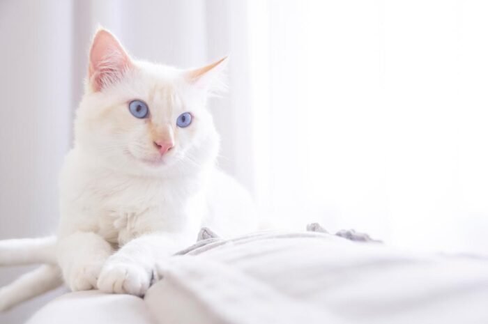 Weiße Katzen: Sie sind bildschön, aber... • Aus Liebe zum Haustier