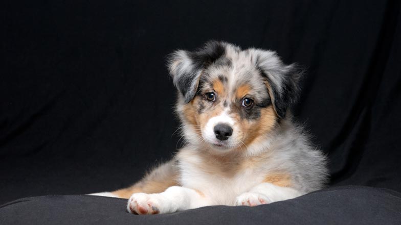 Merle-Hund: So gefährlich ist der Gendefekt • Aus Liebe zum Haustier